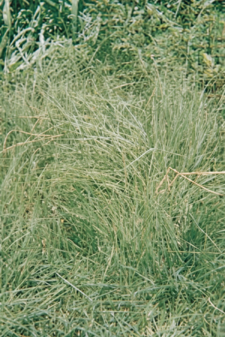 Low Maintenance Eco Lawn Seed Mixture 8340 | OSC Seeds
