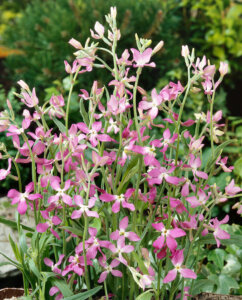 Evening Scented Stocks Seeds 6120 | OSC Seeds