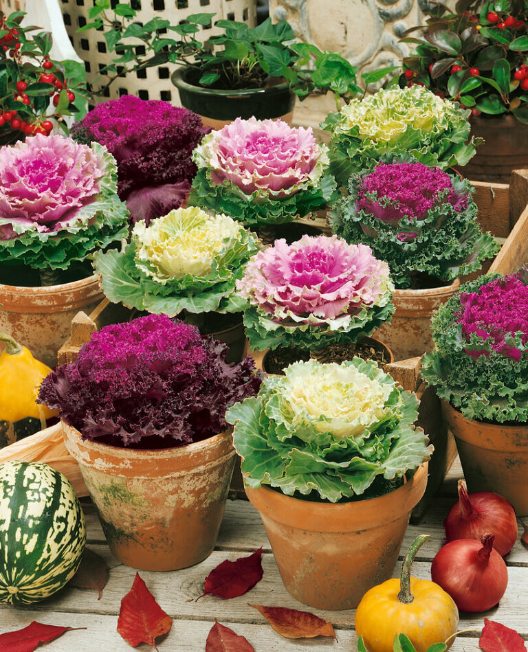 Fall Colour Flowering Cabbage Seeds 5220 | OSC Seeds