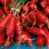 Radish Seeds | OSC Seeds
