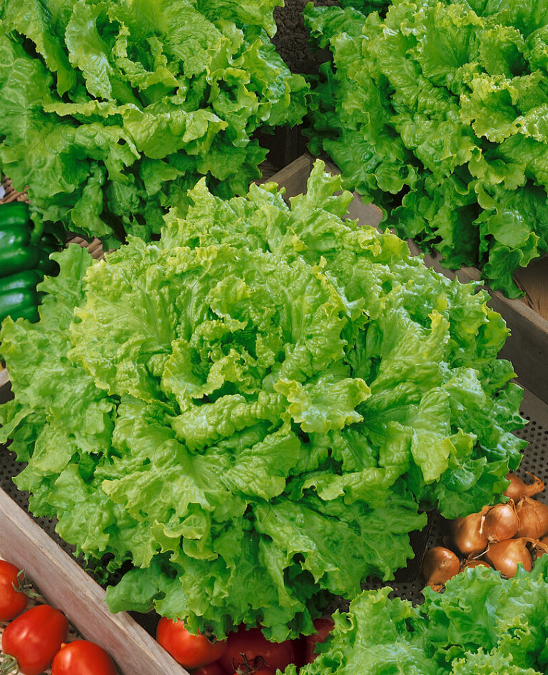 Grand Rapids Lettuce Seeds (Leaf Type) 1720 | OSC Seeds