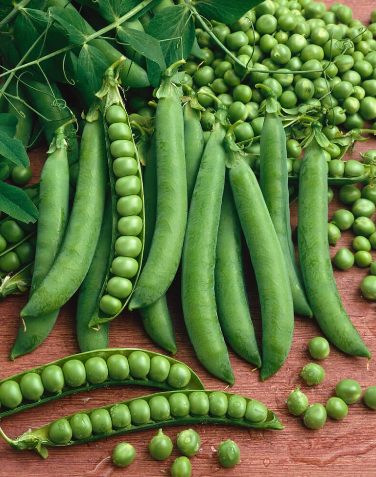 Green Arrow Pea Seeds (English Type) 1970 | OSC Seeds