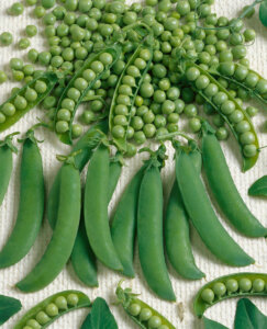 Homesteader or Lincoln Pea Seeds 1975 | OSC Seeds