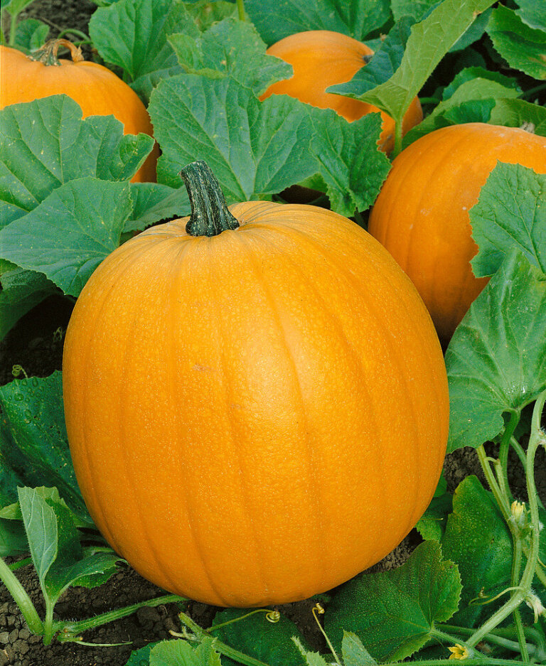 Howden Pumpkin Seeds 2055 | OSC Seeds
