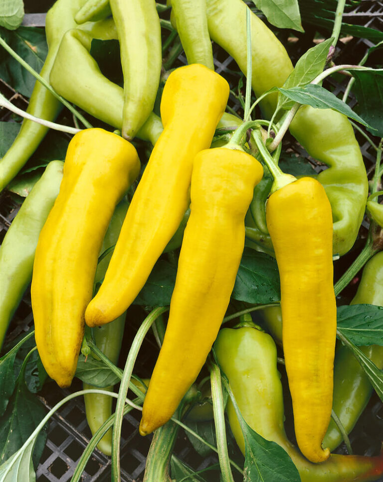 Hungarian Yellow Wax Pepper Seeds (Hot Type) 1925 | OSC Seeds