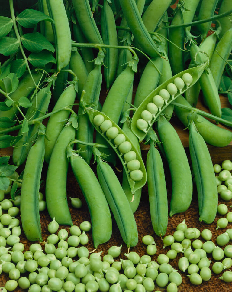 Little Marvel Pea Seeds (English Type) 1985 | OSC Seeds