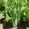 Cabbage Seeds | OSC Seeds