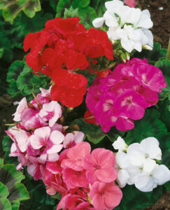 Mixed Colours Hybrid Geranium Seeds (Maverick Series) 5275 | OSC Seeds