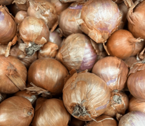Multiplier Onion Sets 2500 | OSC Seeds