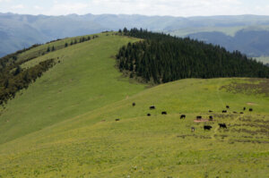 Native Upland Forage & Meadow Seed Mixture 8140 | OSC Seeds