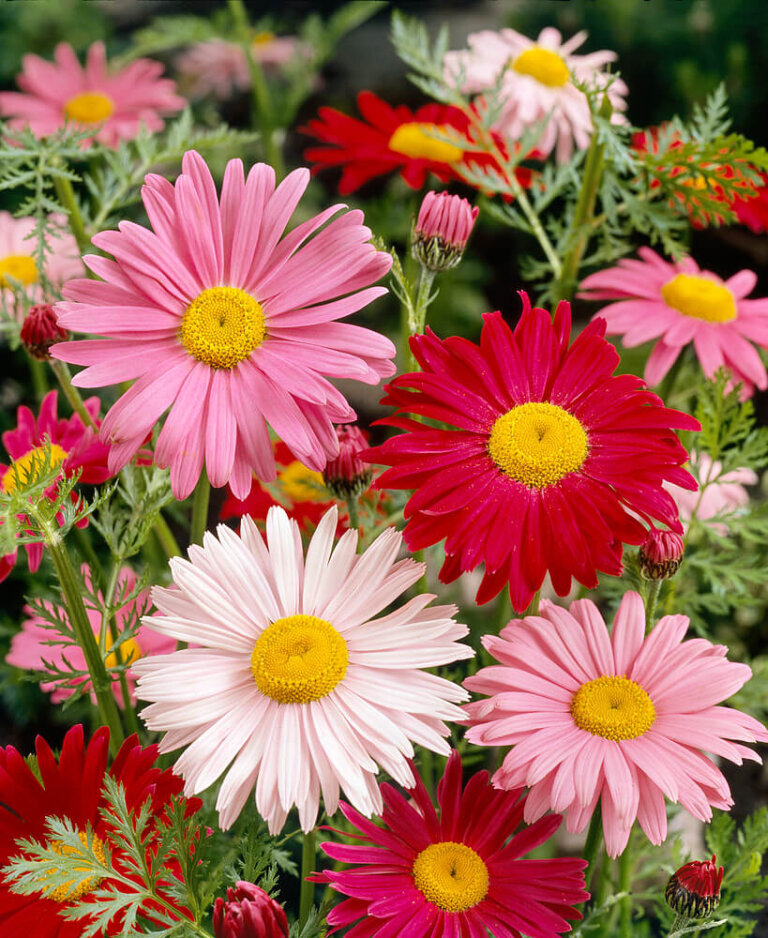 Painted Daisy Seeds 6590 | OSC Seeds