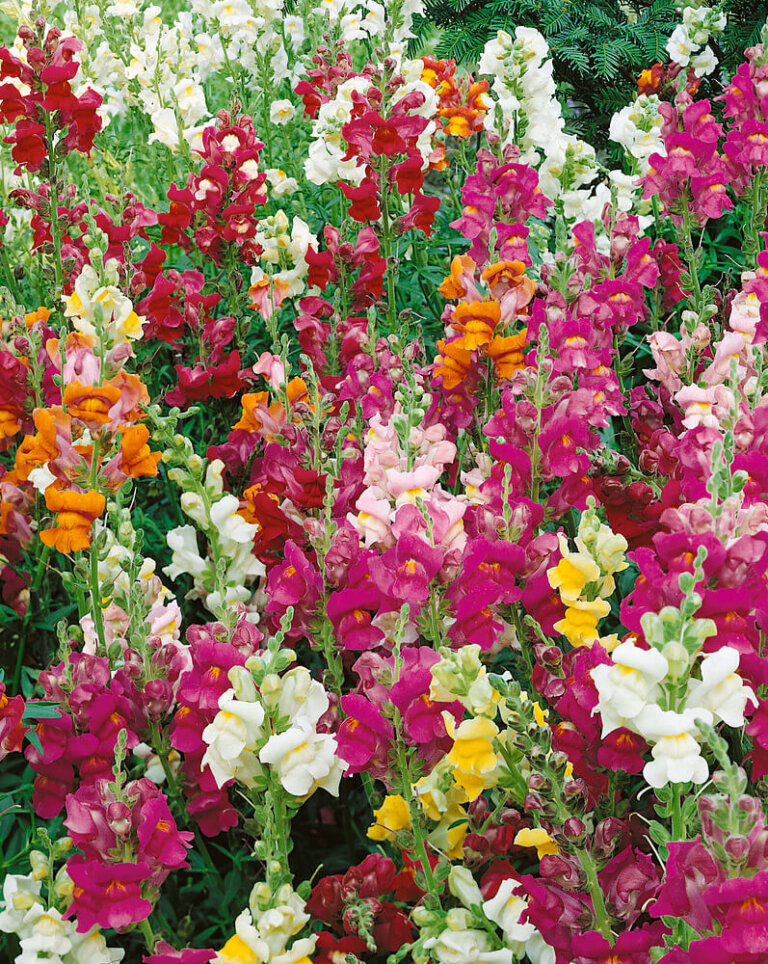 Panorama Snapdragon Seeds 6090 | OSC Seeds