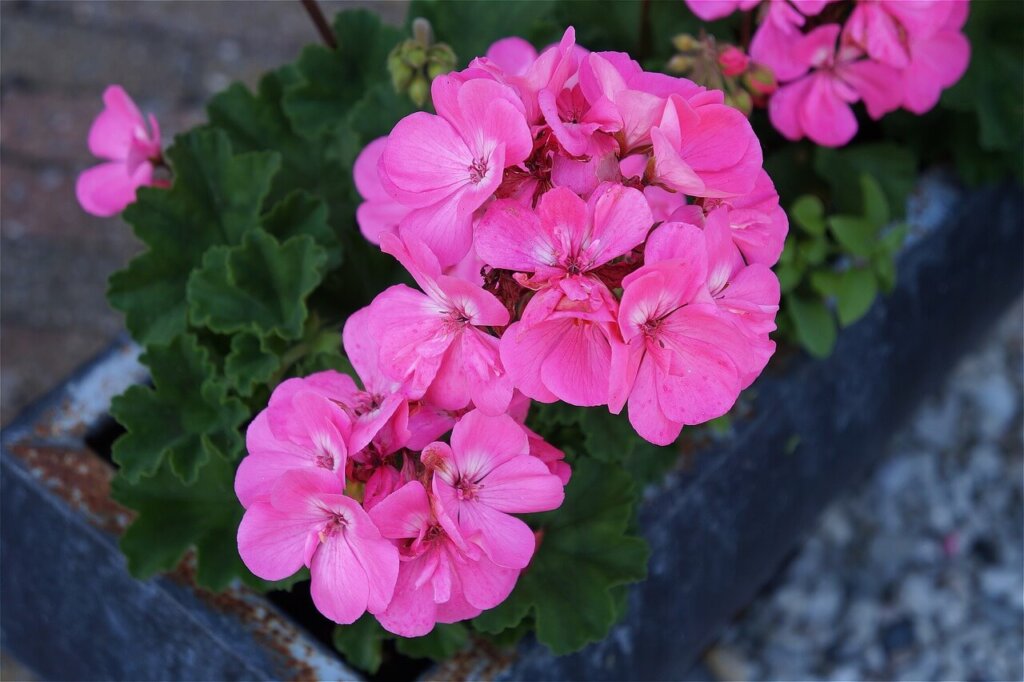 Pink Hybrid Geranium Seeds (Maverick Series) 5285 | OSC Seeds