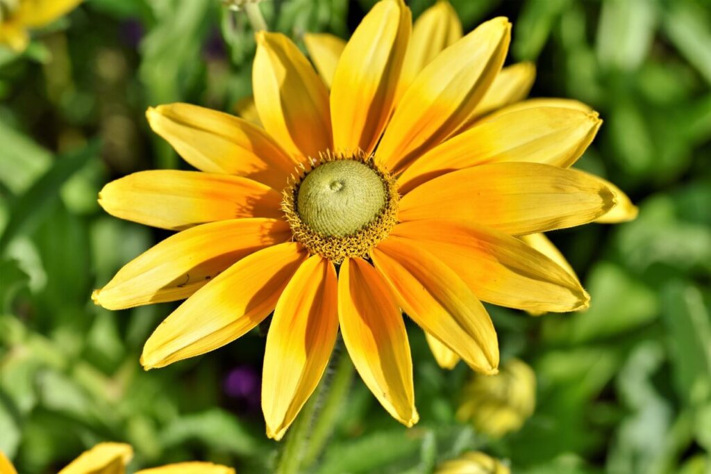 Prairie Sun Rudbeckia Seeds 6600 | OSC Seeds
