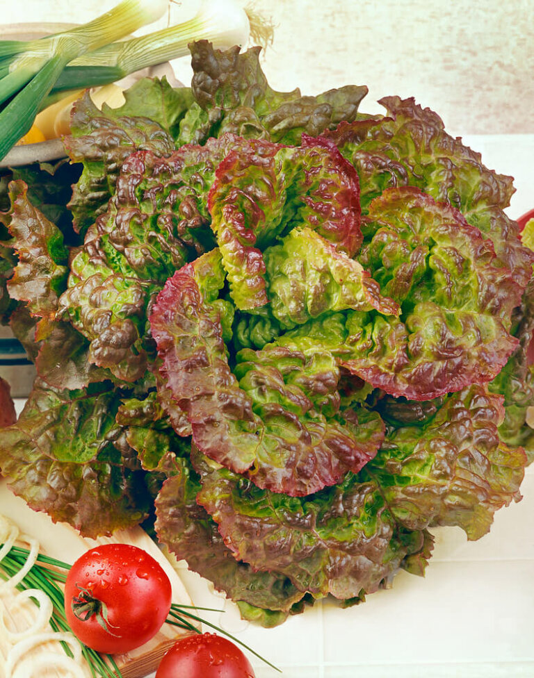 Prizehead Lettuce Seeds (Leaf Type) 1755 | OSC Seeds