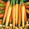 Organic Carrot Seeds | OSC Seeds