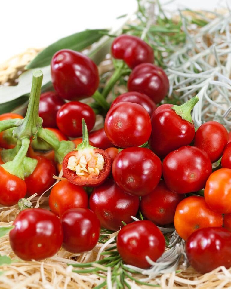 Red Cherry Pepper Seeds (Hot Type) 1938 | OSC Seeds