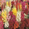 Rocket Mixed Hybrid Snapdragon Seeds 6095 | OSC Seeds