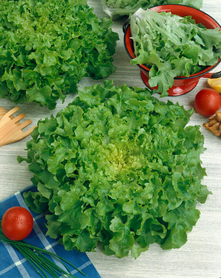 Salad Bowl Lettuce Seeds (Leaf Type) 1740 | OSC Seeds