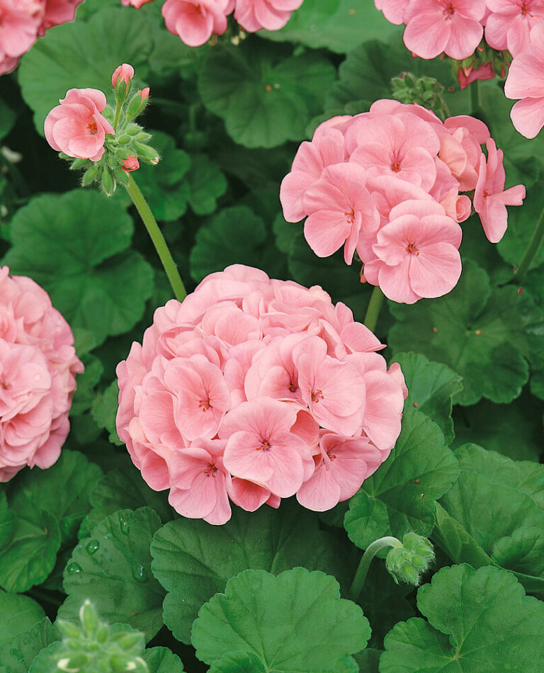 Salmon Hybrid Geranium Seeds (Maverick Series) 5295 | OSC Seeds