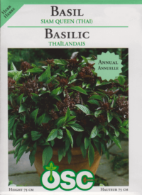Siam Queen Basil Seeds (Thai Type) 3135 | OSC Seeds