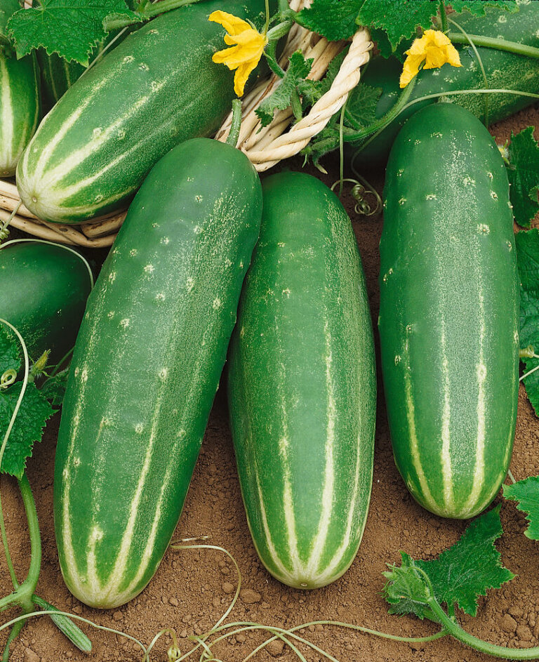 Straight Eight Cucumber Seeds (Slicing Type) 1640 | OSC Seeds