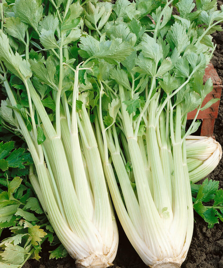 Tall Utah Celery Seeds 1455 | OSC Seeds