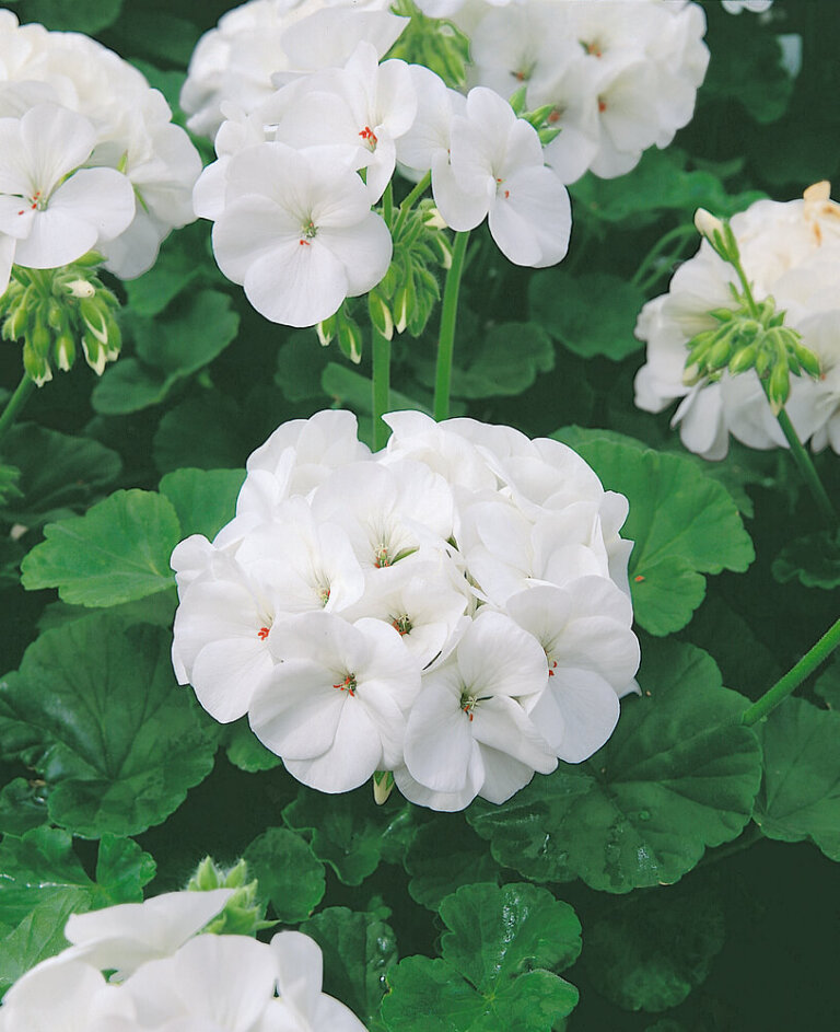White Hybrid Geranium Seeds (Maverick Series) 5310 | OSC Seeds