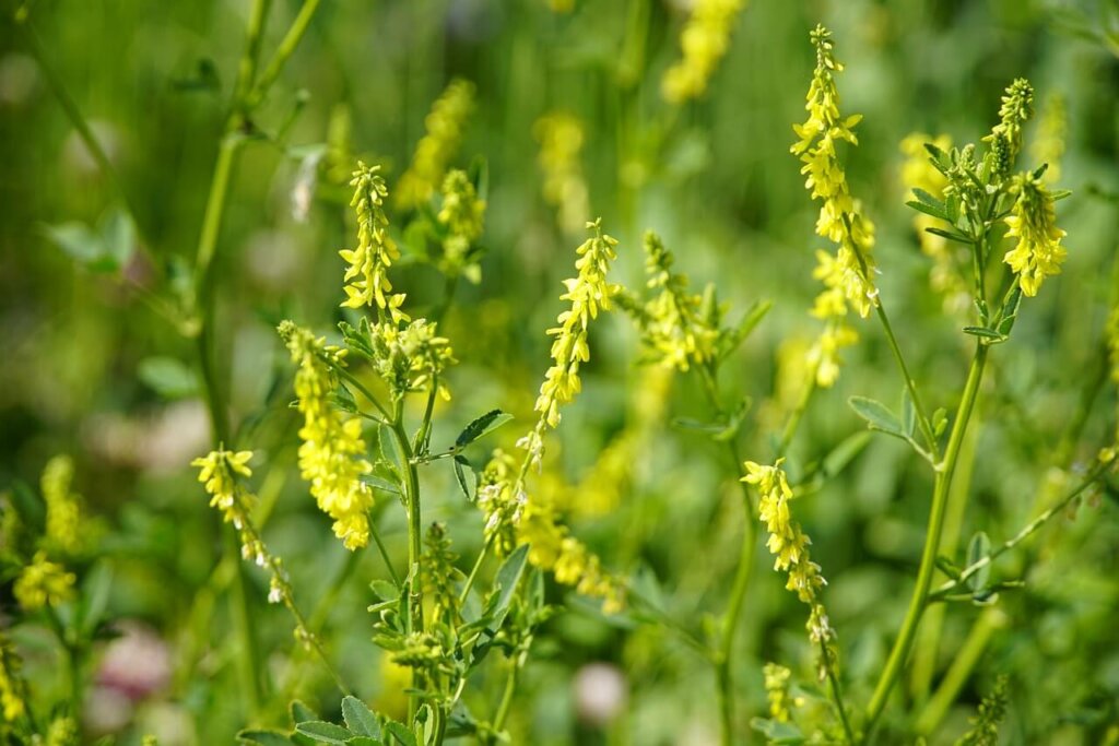 Yellow Blossom Sweet Clover Seeds 6740 | OSC Seeds