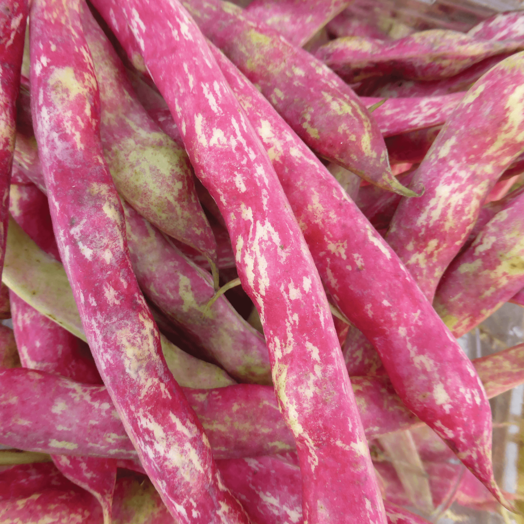 Bean Seeds in Canada | Order Online | OSC Seeds