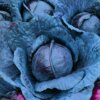 Cabbage Seeds | OSC Seeds