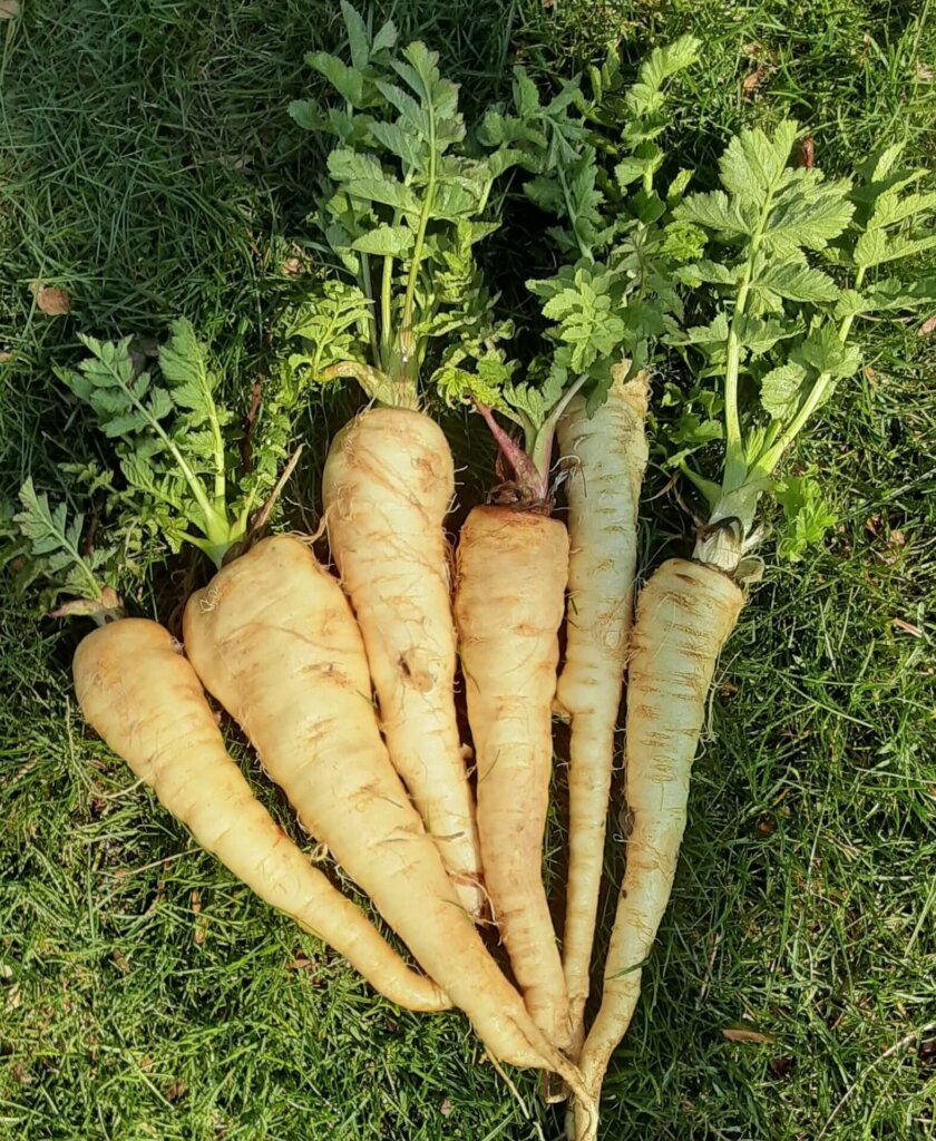 Hollow Crown Improved Parsnip Seeds 1880 | OSC Seeds