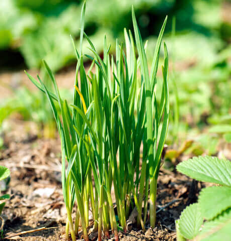 Garlic Chive Seeds 3040 | OSC Seeds