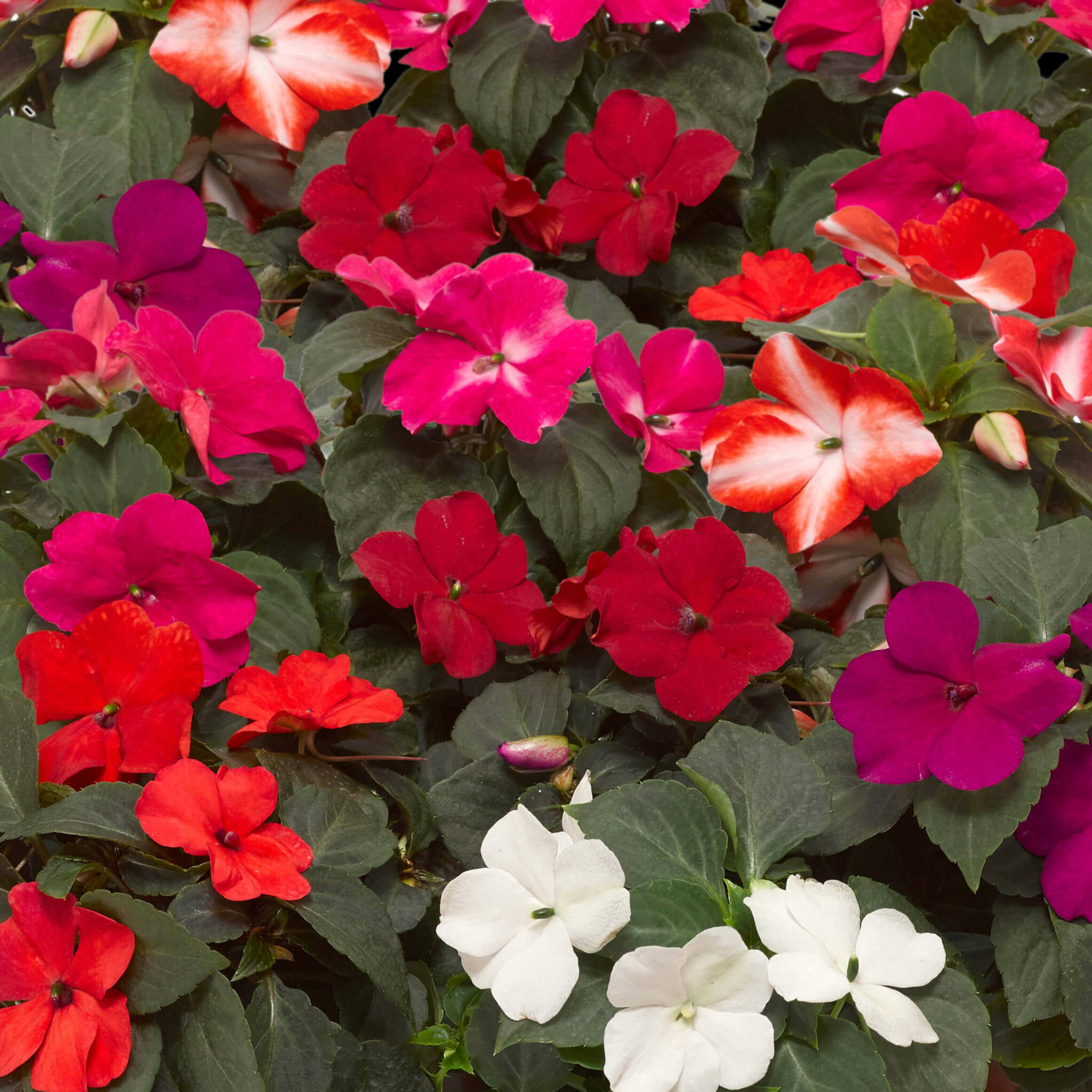 Mixed Imara Hybrid Impatiens XDR 5480 | OSC Seeds