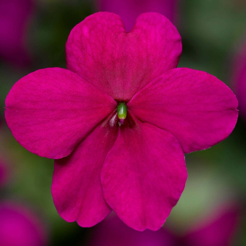 Purple Imara Hybrid Impatiens XDR 5455 | OSC Seeds