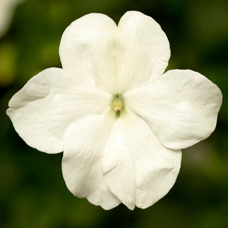 White Imara Hybrid Impatiens XDR 5475 | OSC Seeds
