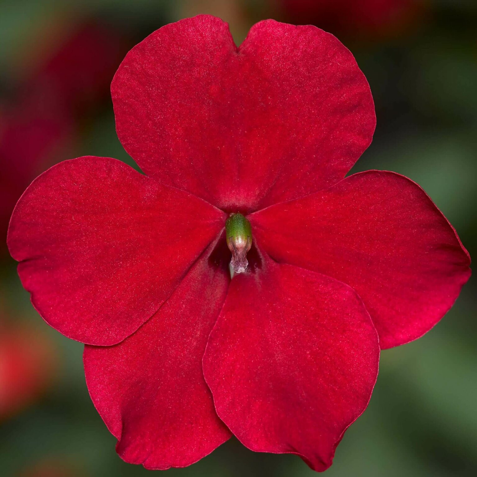 Red Imara Hybrid Impatiens XDR 5460 | OSC Seeds
