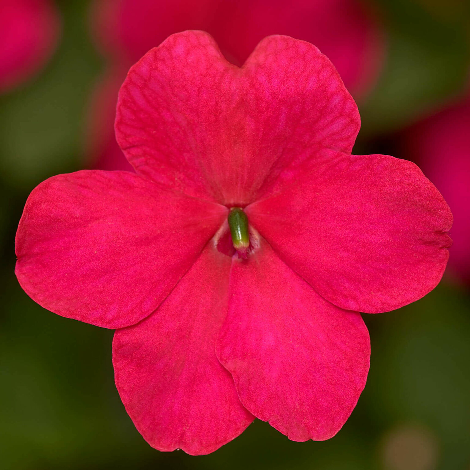 Impatiens - Standard Hybrid Series | OSC Seeds