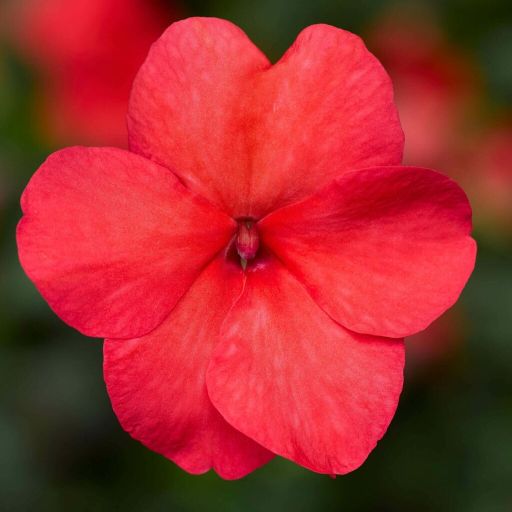 Impatiens - Standard Hybrid Series | OSC Seeds