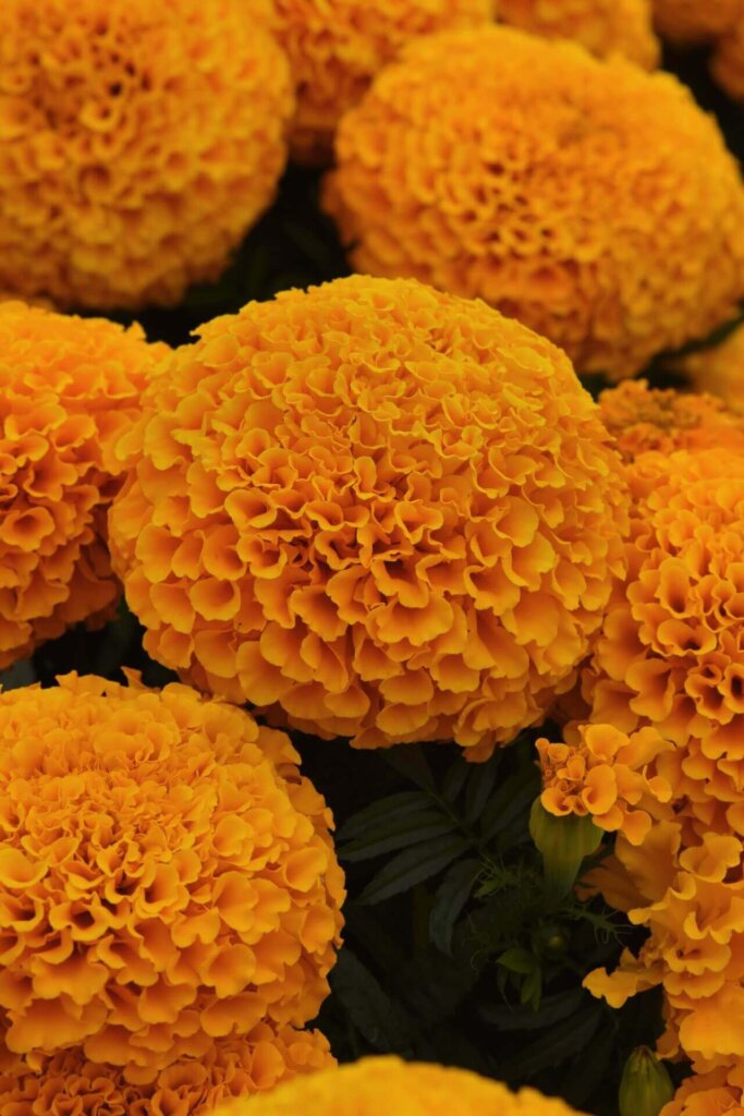 Marvel II Orange Marigold Hybrid Seeds 5601 - African Type | OSC Seeds