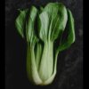 Pak Choi Cabbage Seeds 1345 | OSC Seeds