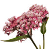 Red Swamp Milkweed Seeds 6985 | OSC Seeds