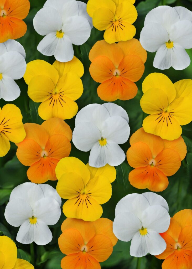 Sorbet XP Citrus Mixed Hybrid Viola Seeds 6662 | OSC Seeds