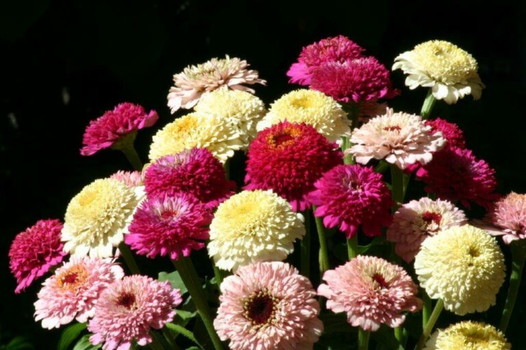 Zinderella Mixed Hybrid Zinnia Seeds 6310 | OSC Seeds