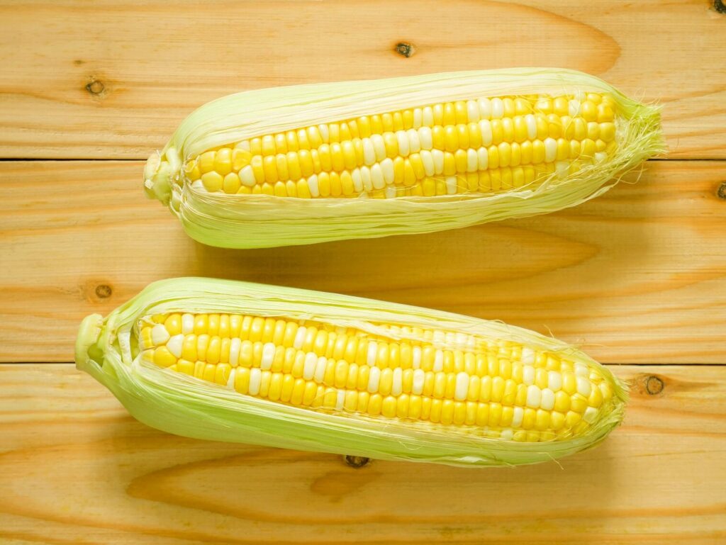 Bilicious Sweet Corn Hybrid Seeds ('SE' Bi-Colour Type) 1570 | OSC Seeds