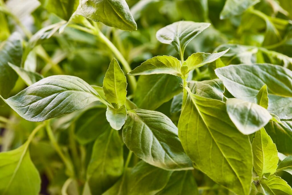 Blue Spice Bush Basil Seeds 3142 | OSC Seeds