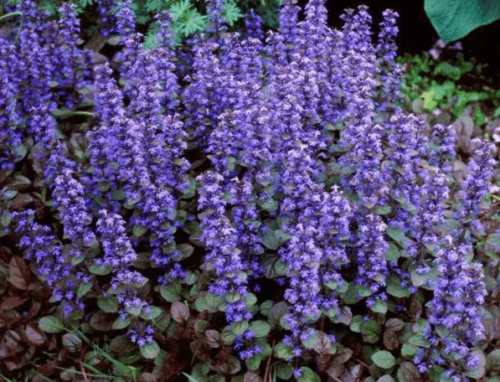 Perennial Ground Covers - an overview | OSC Seeds