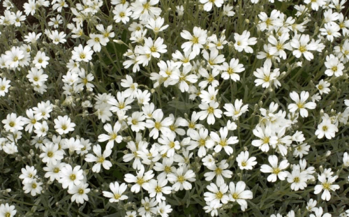 Perennial Ground Covers - an overview | OSC Seeds