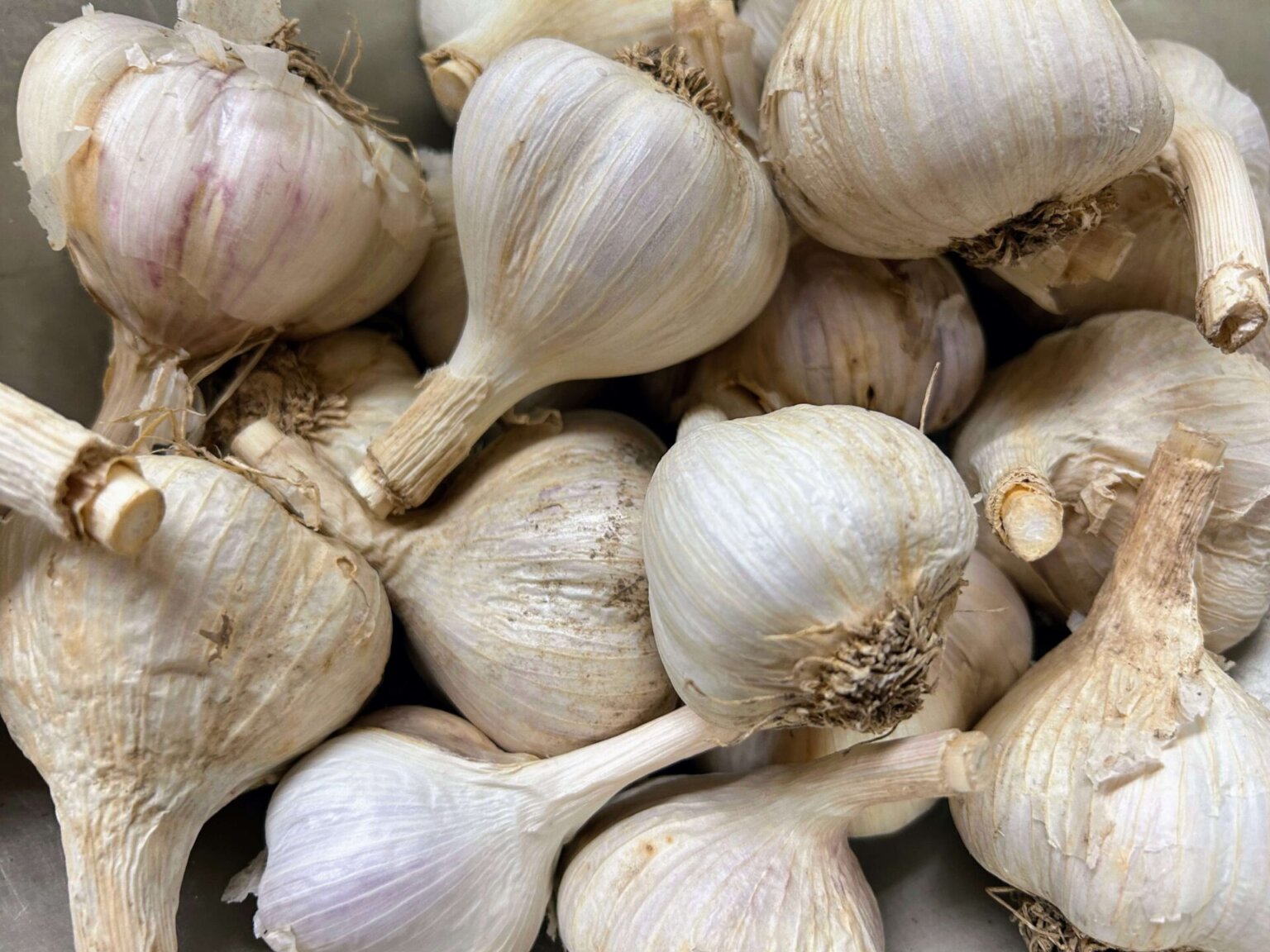 OSC Seeds | Ontario Seed Company Ltd. | Over 125 Years