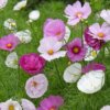 Cupcakes Mixed Cosmos Seeds 5177 | OSC Seeds